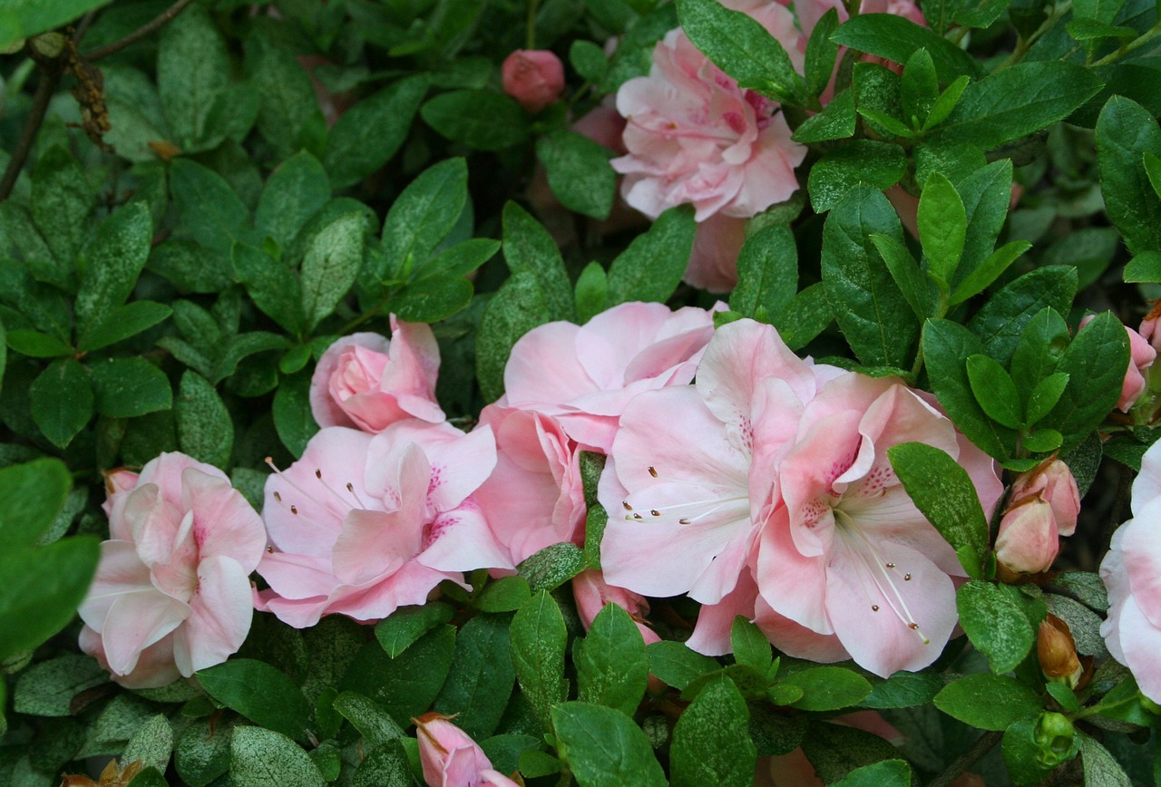 The 8 Best Trees And Shrubs For Erosion Control In Georgia And The ...