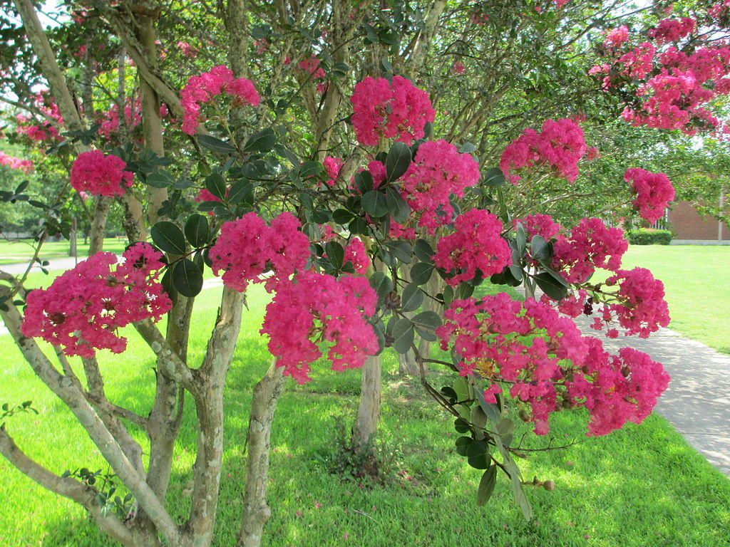 How to Prune a Crepe Myrtle to PREVENT Crepe Murder
