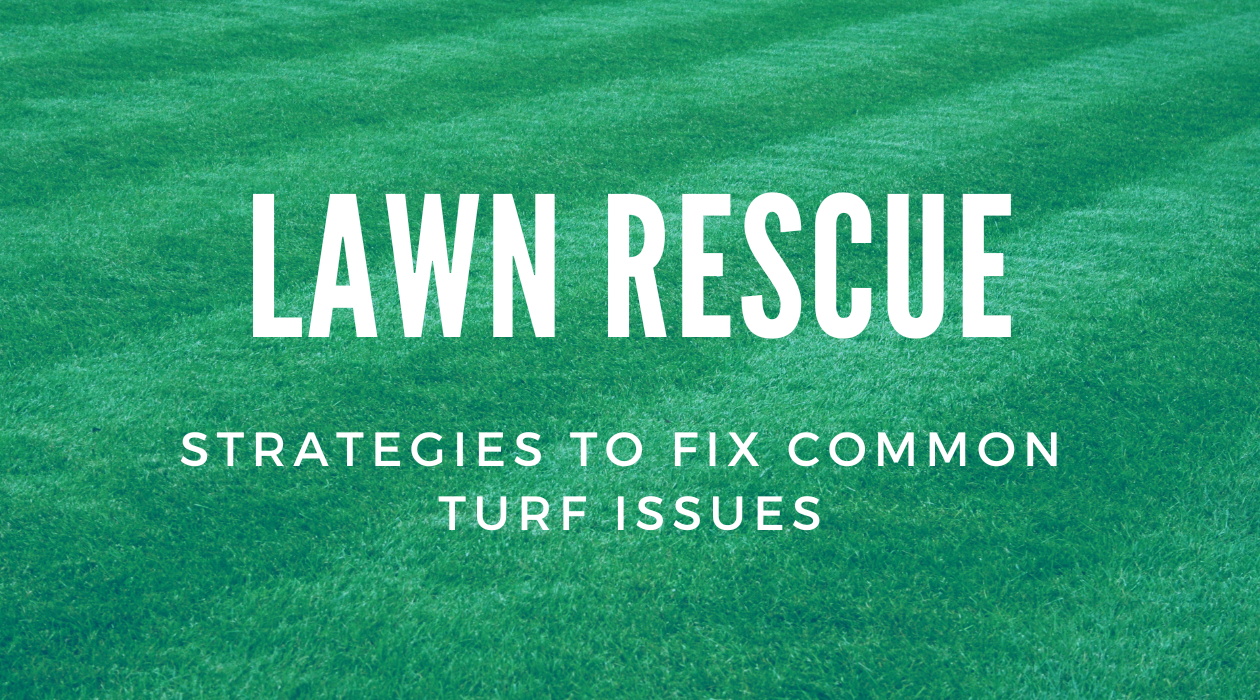 Revitalize Your Lawn: Common Turf Issues and Solutions